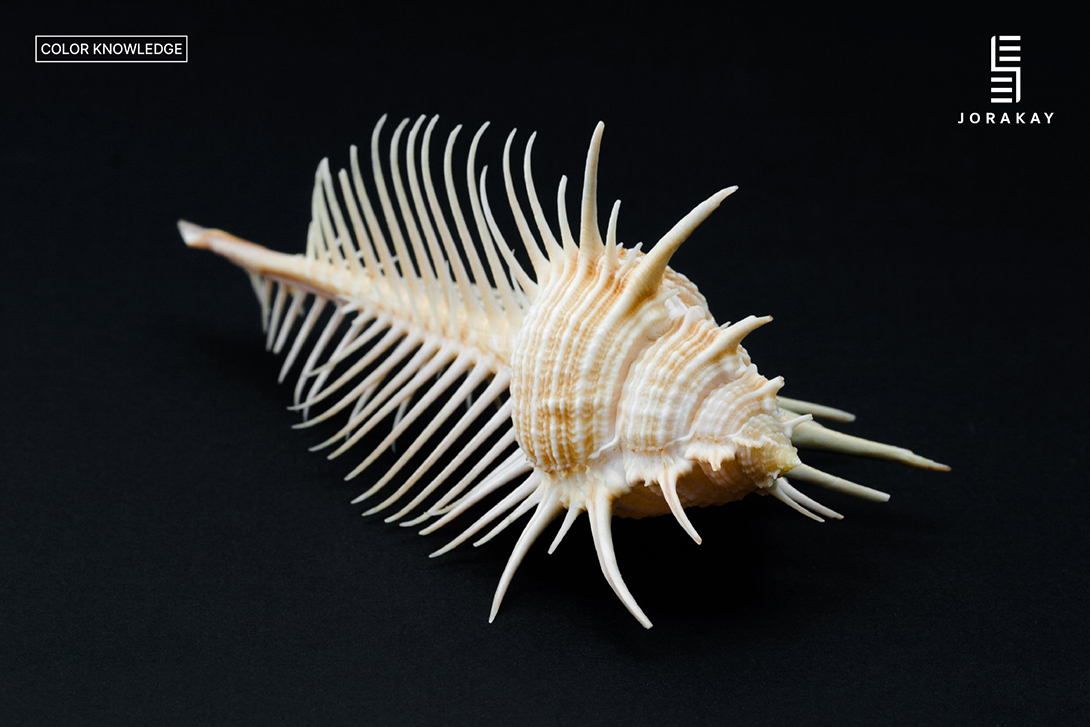 Tyrian Purple | SEE Jorakay